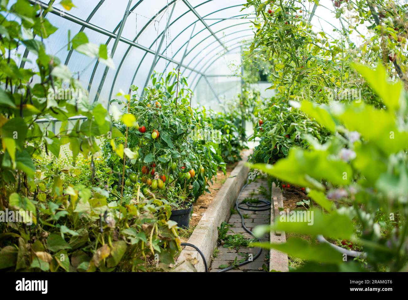 Cultiver des herbes et des légumes en serre en été. Cultiver ses propres fruits et légumes dans ...