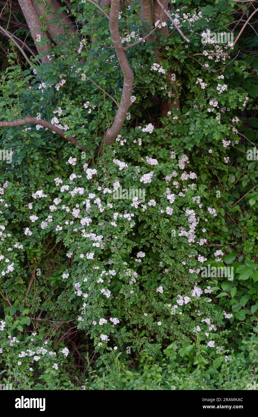 Rose multiflora Banque de photographies et d’images à haute résolution ...