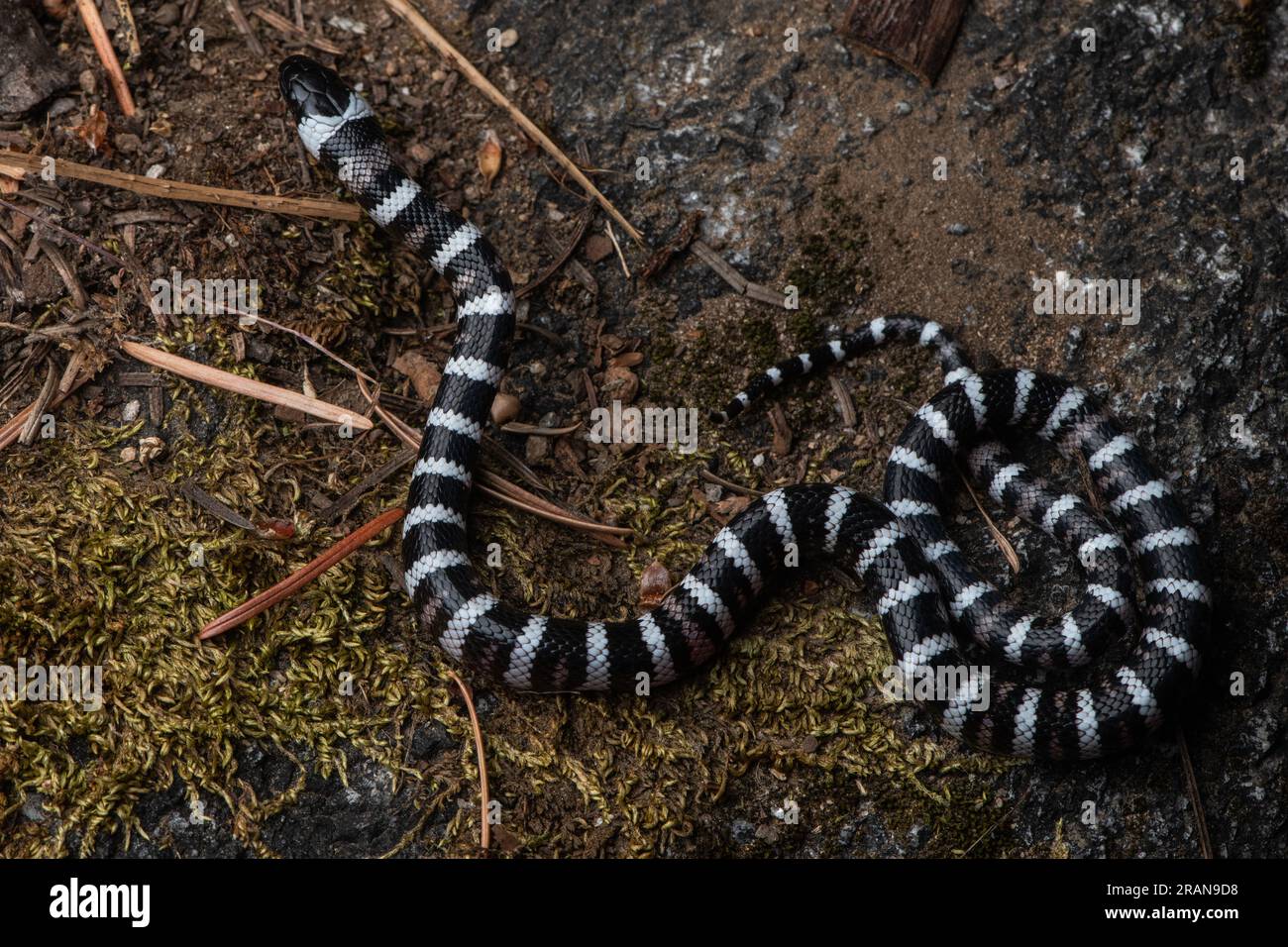 Lampropeltis multifasciata Banque de photographies et d’images à haute ...
