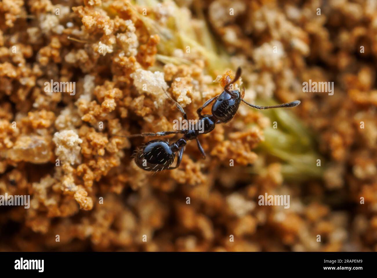 Minimum de monomorium Banque de photographies et d’images à haute ...