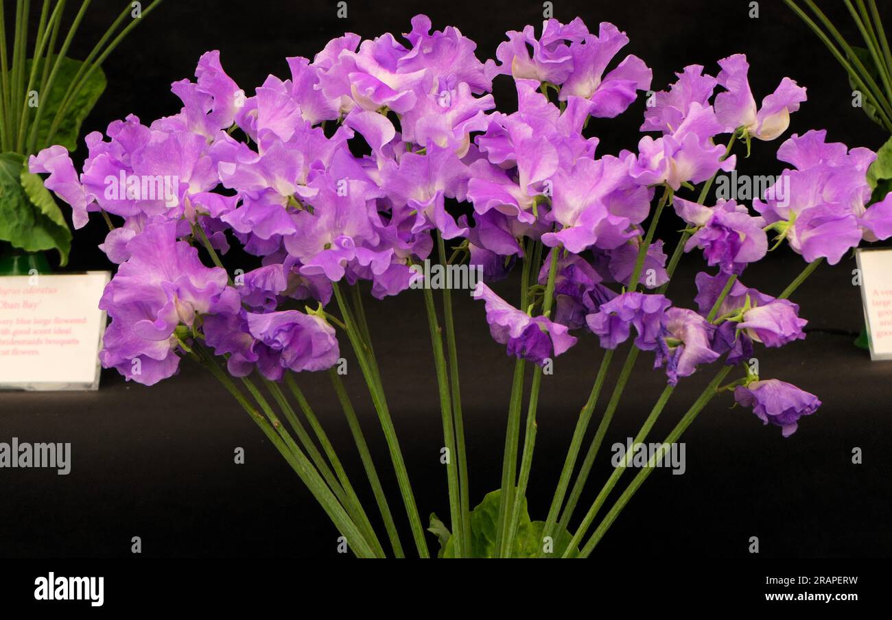 Plante originaire de la sicile Banque de photographies et d’images à haute résolution - Alamy