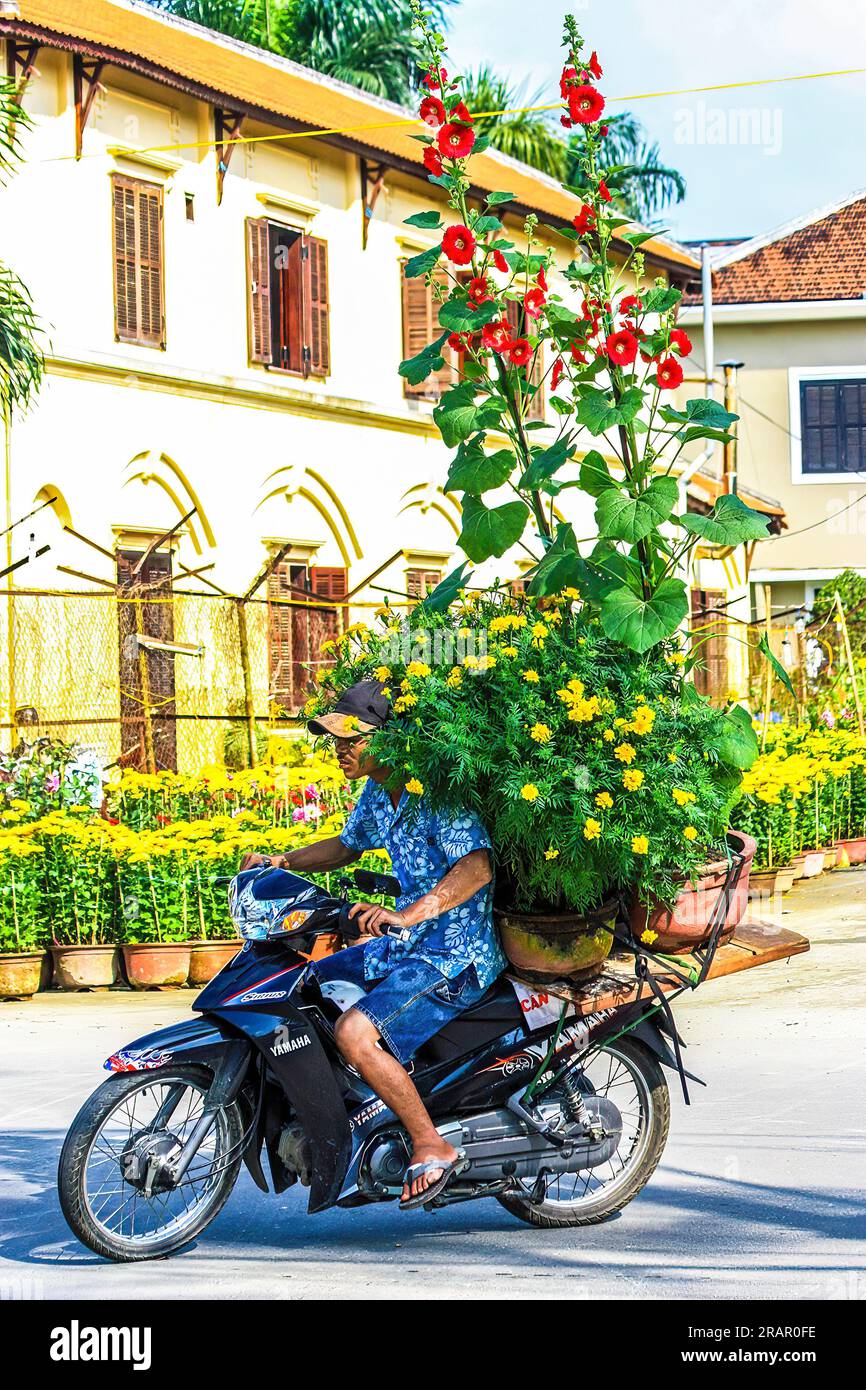 Fleurs de tet traditionnelles Banque de photographies et d’images à ...