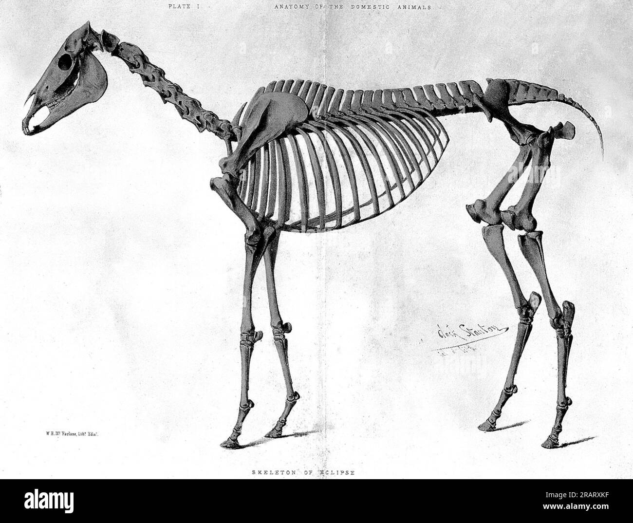 Squelette de cheval Banque d'images noir et blanc - Alamy