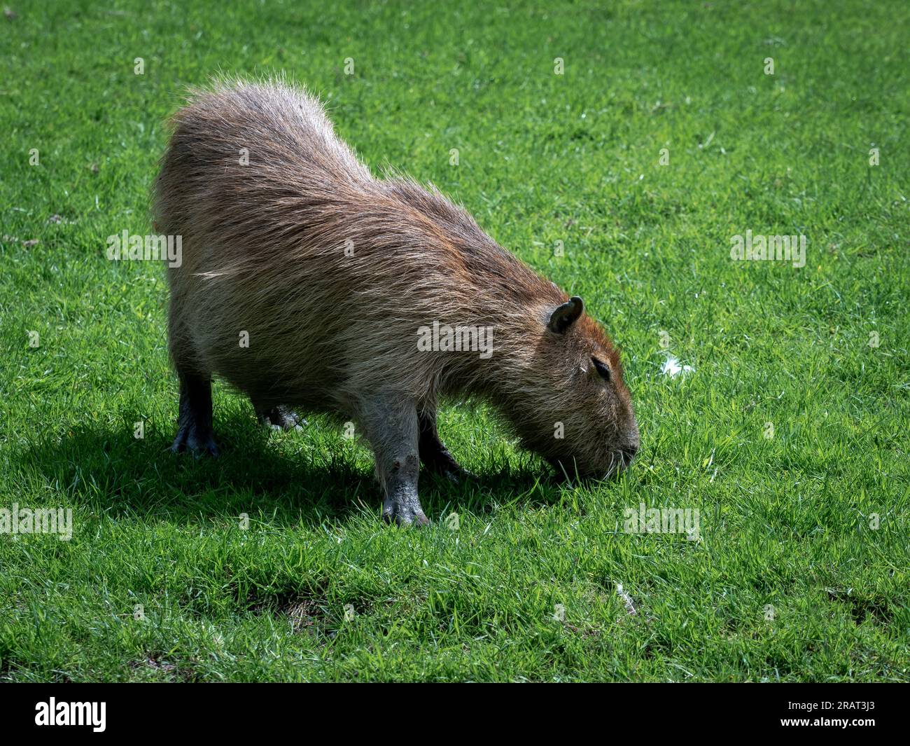 capybara - hydrochoerus, le plus grand rongeur herbivore vivant de la ...