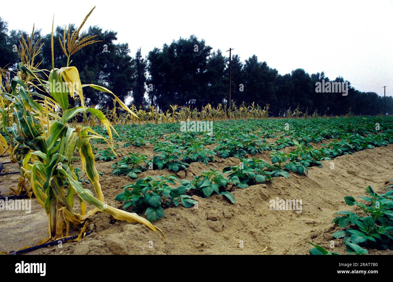 Wafra kuwait Banque de photographies et d’images à haute résolution - Alamy