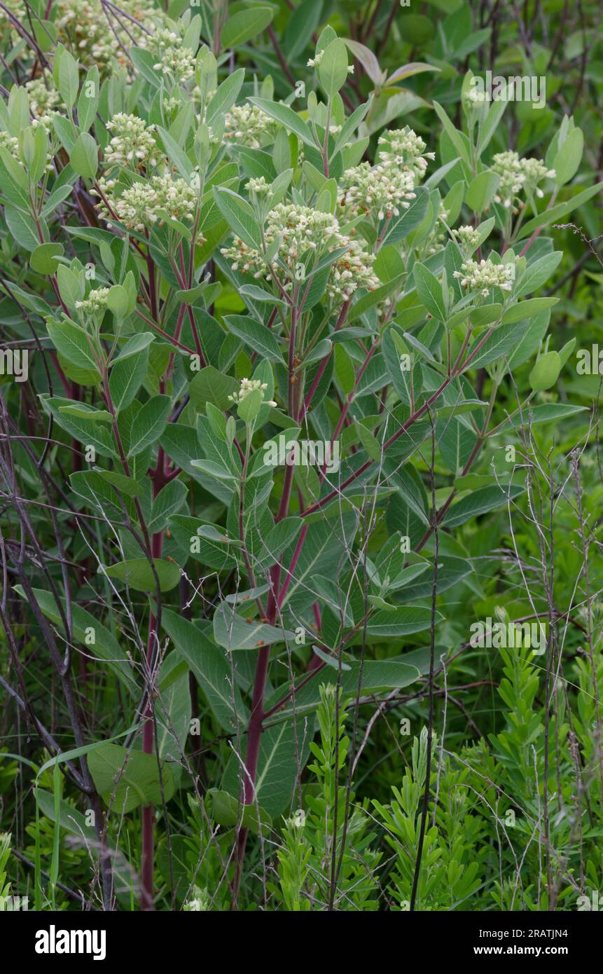 Chanvre dogbane Banque de photographies et d’images à haute résolution ...