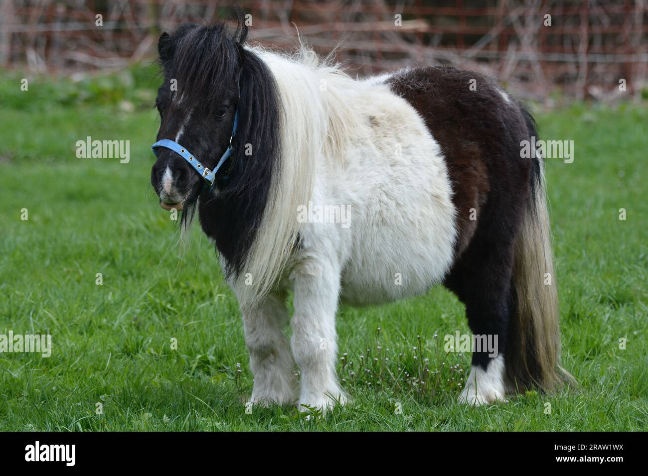 Petit cheval Banque de photographies et d’images à haute résolution - Alamy