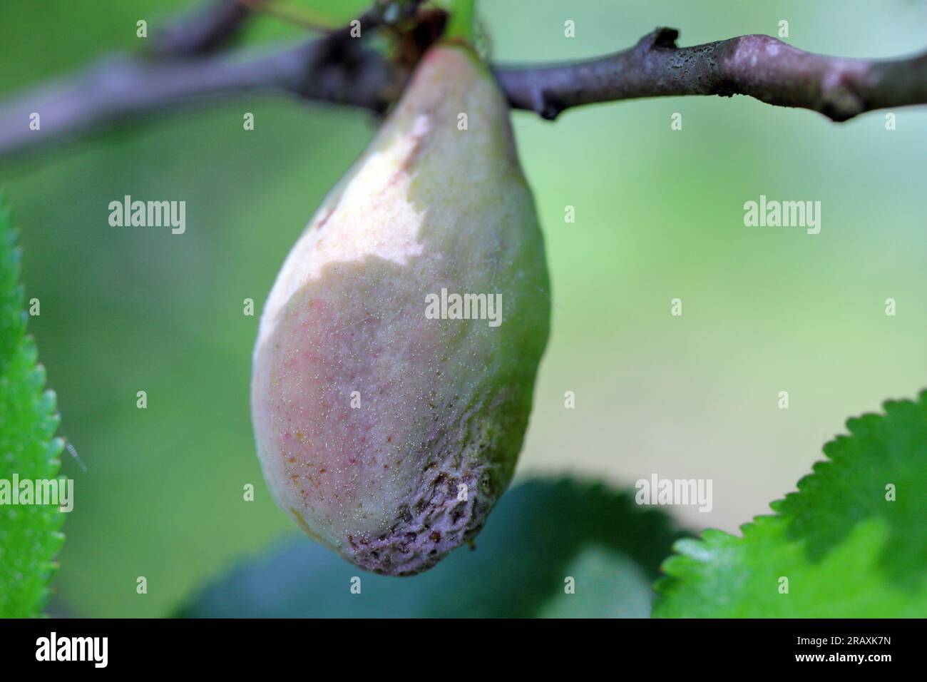 Prunier malade Banque de photographies et d’images à haute résolution ...
