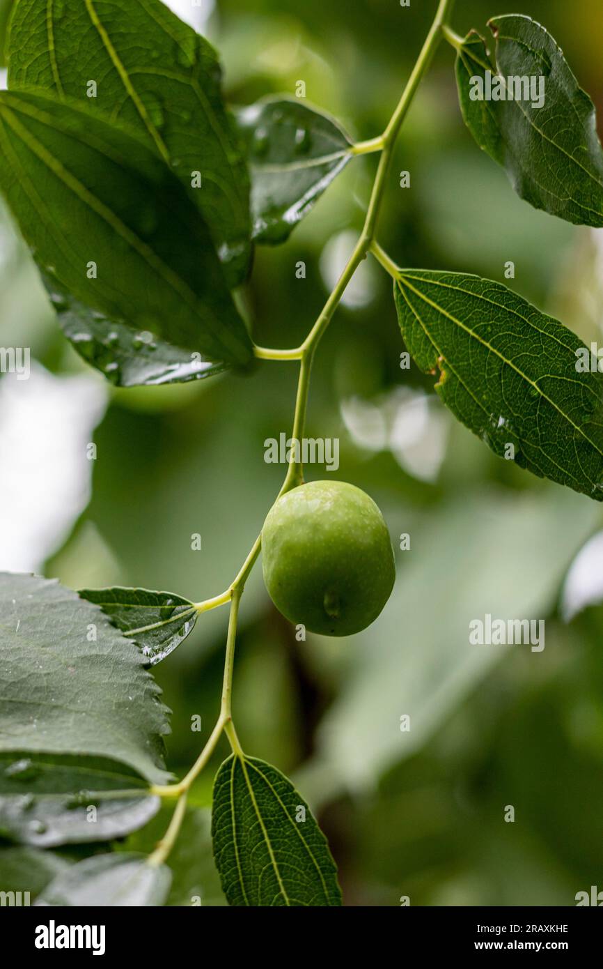 Jujube fruit Banque de photographies et d’images à haute résolution - Alamy