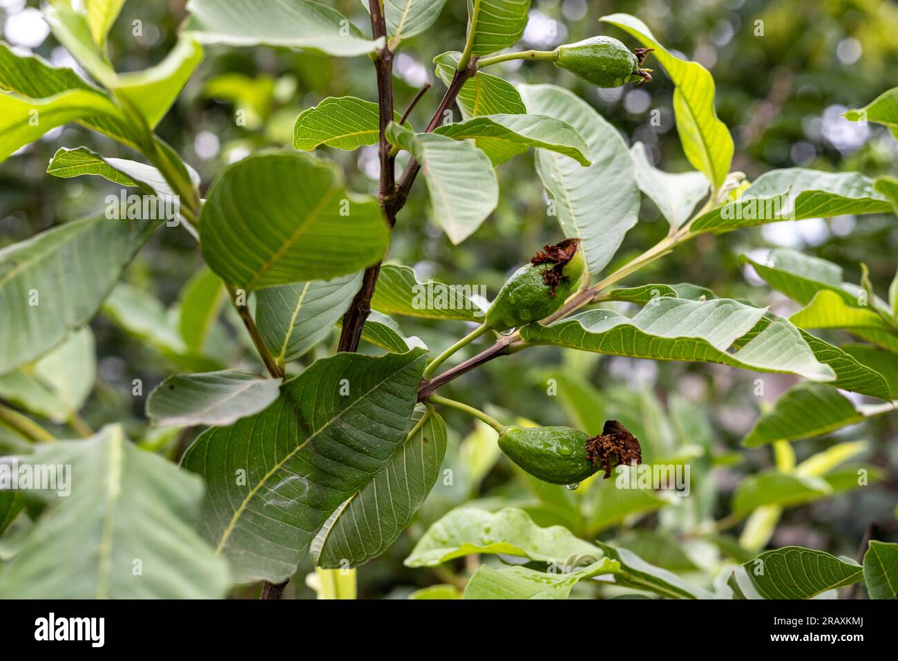Arbre fruitier pour un petit jardin Banque de photographies et d’images ...