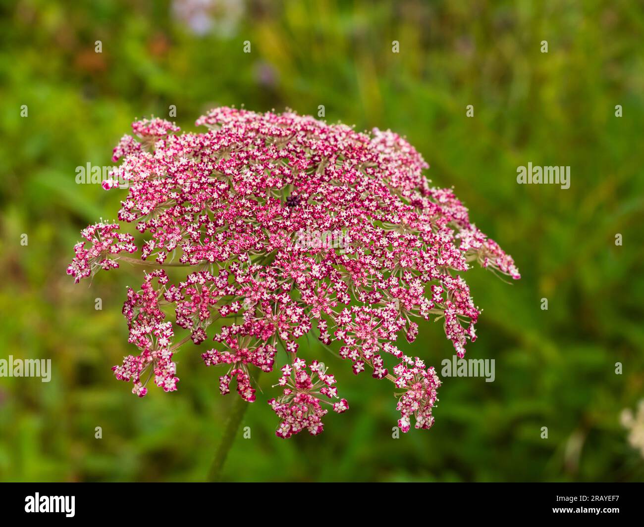 Fleurs rouges et blanches délicates dans les ombelles en dentelle de la ...