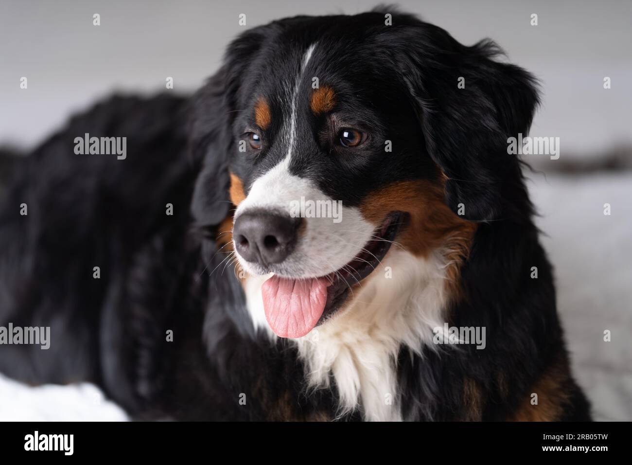 Berner sennen Banque de photographies et d’images à haute résolution ...