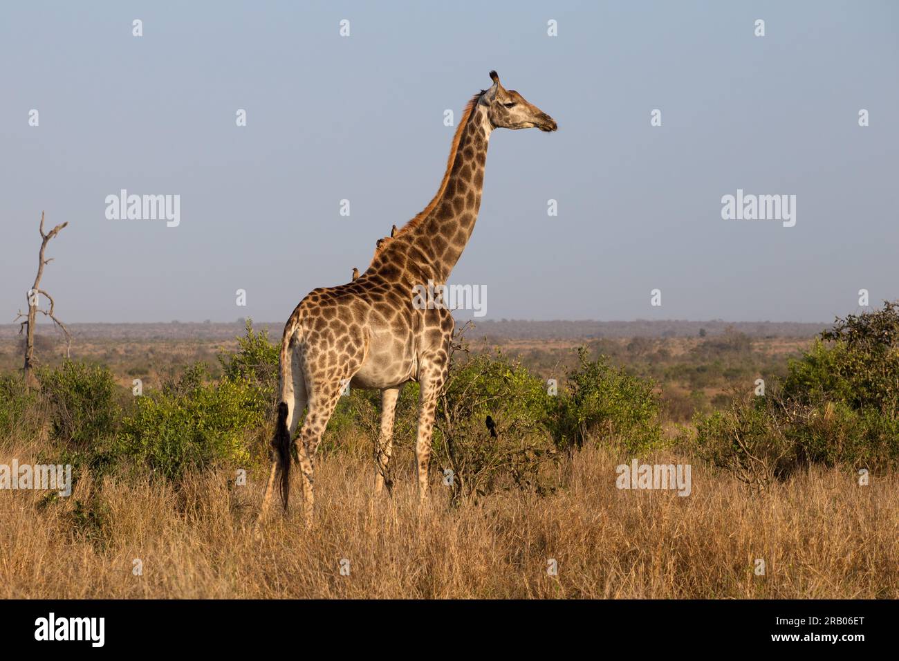 Giraffa camelopardalis afrique Banque de photographies et d’images à ...