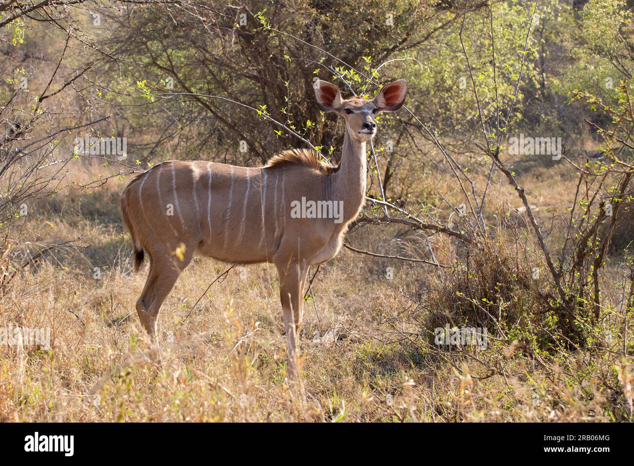 Grande antilope koudou Banque de photographies et d’images à haute ...