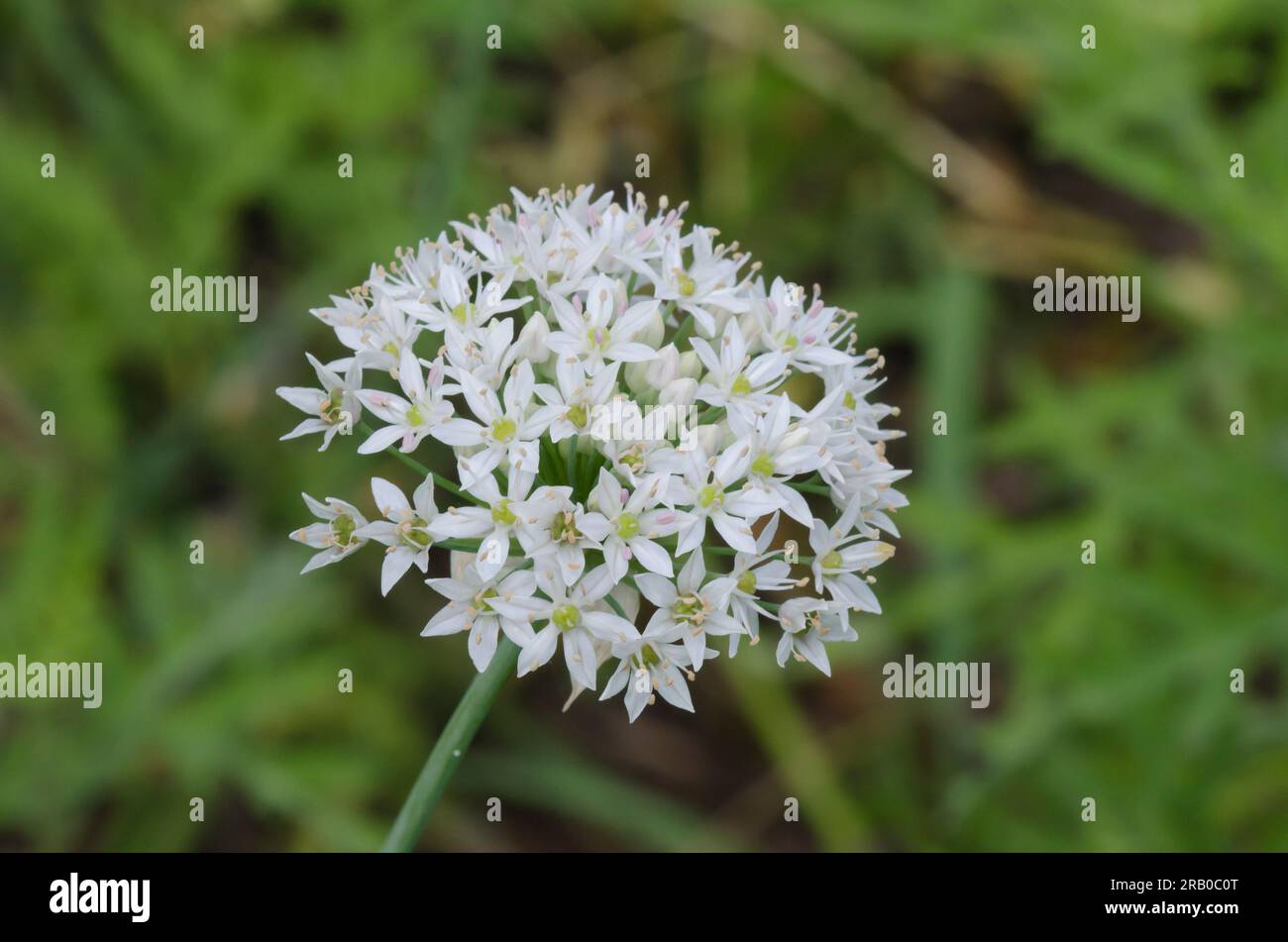 Allium canadense Banque de photographies et d’images à haute résolution ...