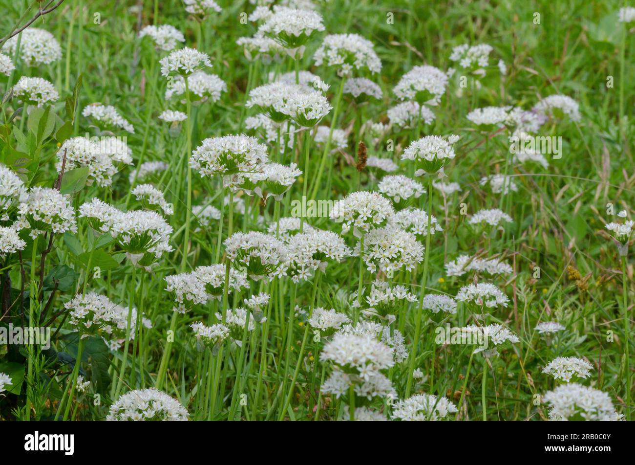 Allium canadense Banque de photographies et d’images à haute résolution ...