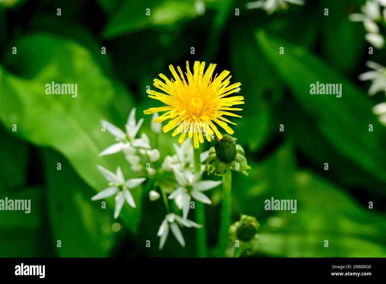 Floraison ail sauvage allium ursinum Banque de photographies et d ...