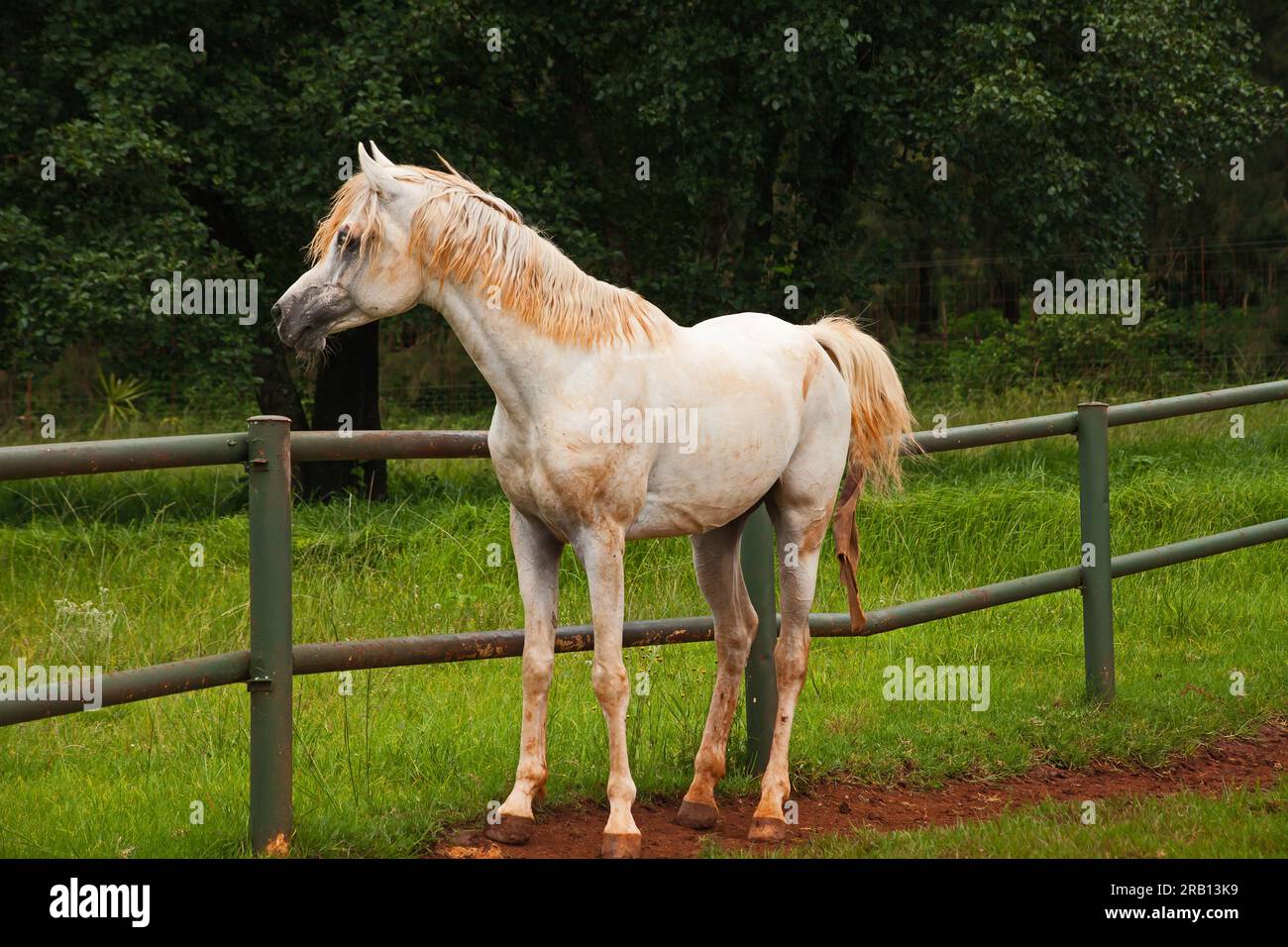 Cheval arabe égyptien Banque de photographies et d’images à haute ...