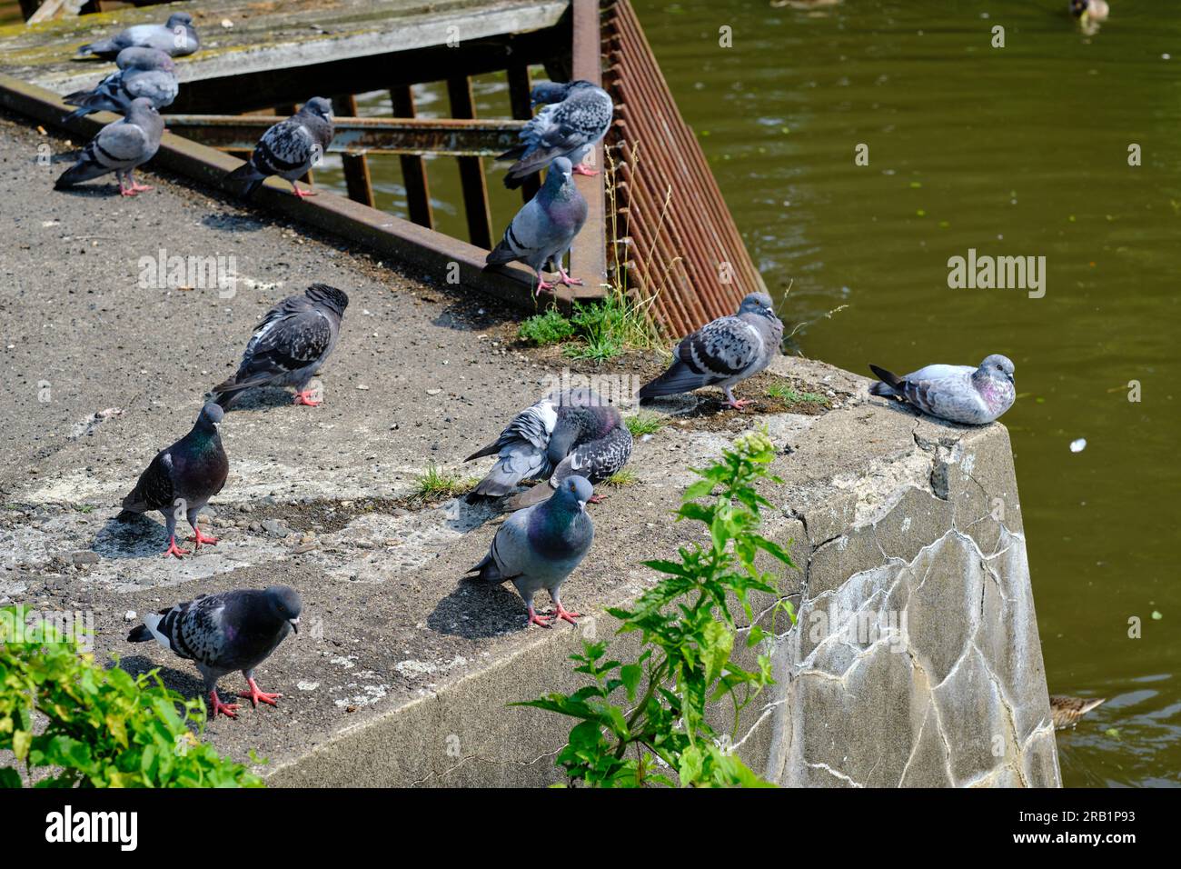 Pigeons assis sur le sol Banque de photographies et d’images à haute ...