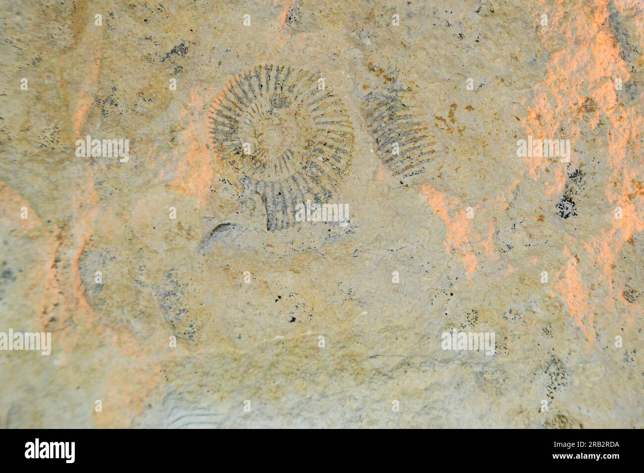 empreinte fossile de trilobite dans le sédiment. Trilobite âgée de 3,6 ...