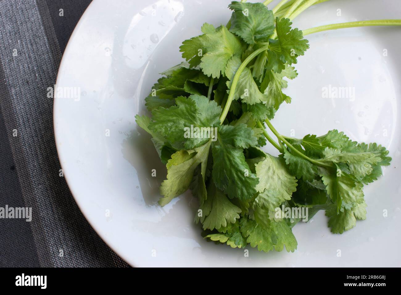 Une photo en gros plan représentant des feuilles de coriandre humides ...