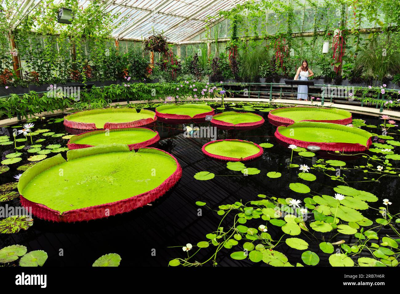 Waterlily pads Banque de photographies et d’images à haute résolution ...