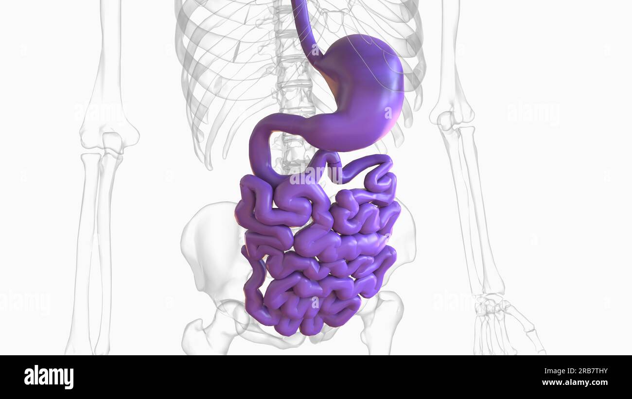 Anatomie du système digestif humain intestin grêle pour concept médical ...