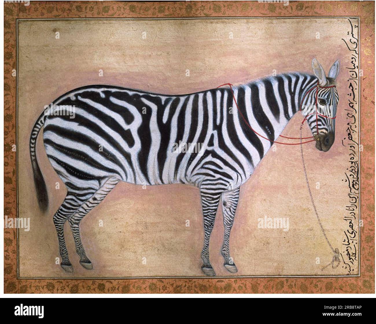 Zebra arts Banque de photographies et d’images à haute résolution - Alamy