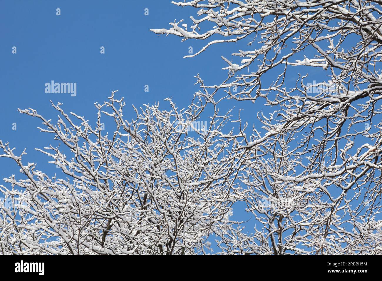 Arbre recouvert de neige Banque de photographies et d’images à haute ...