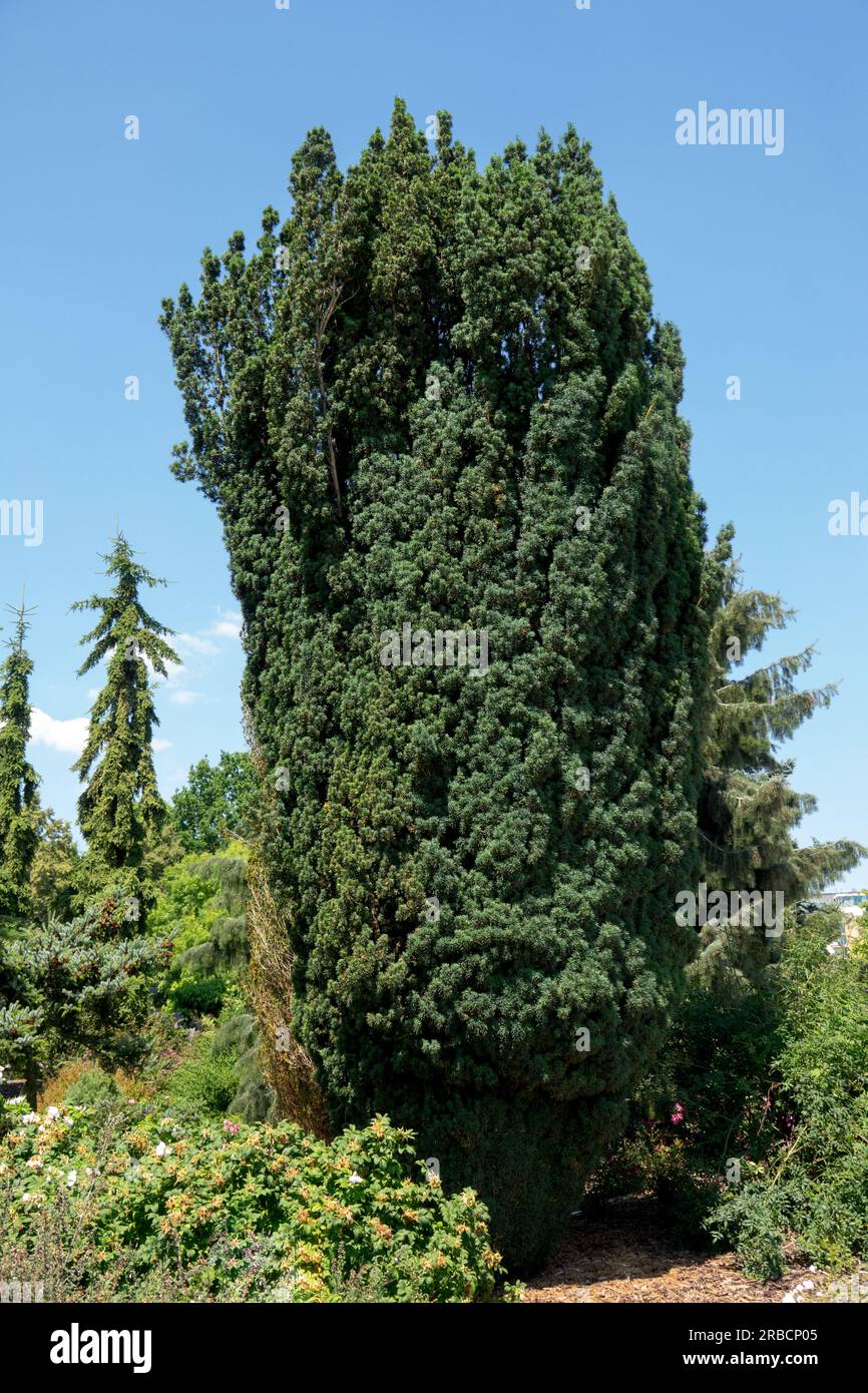 Taxus baccata fastigiata conifère if Banque de photographies et d ...