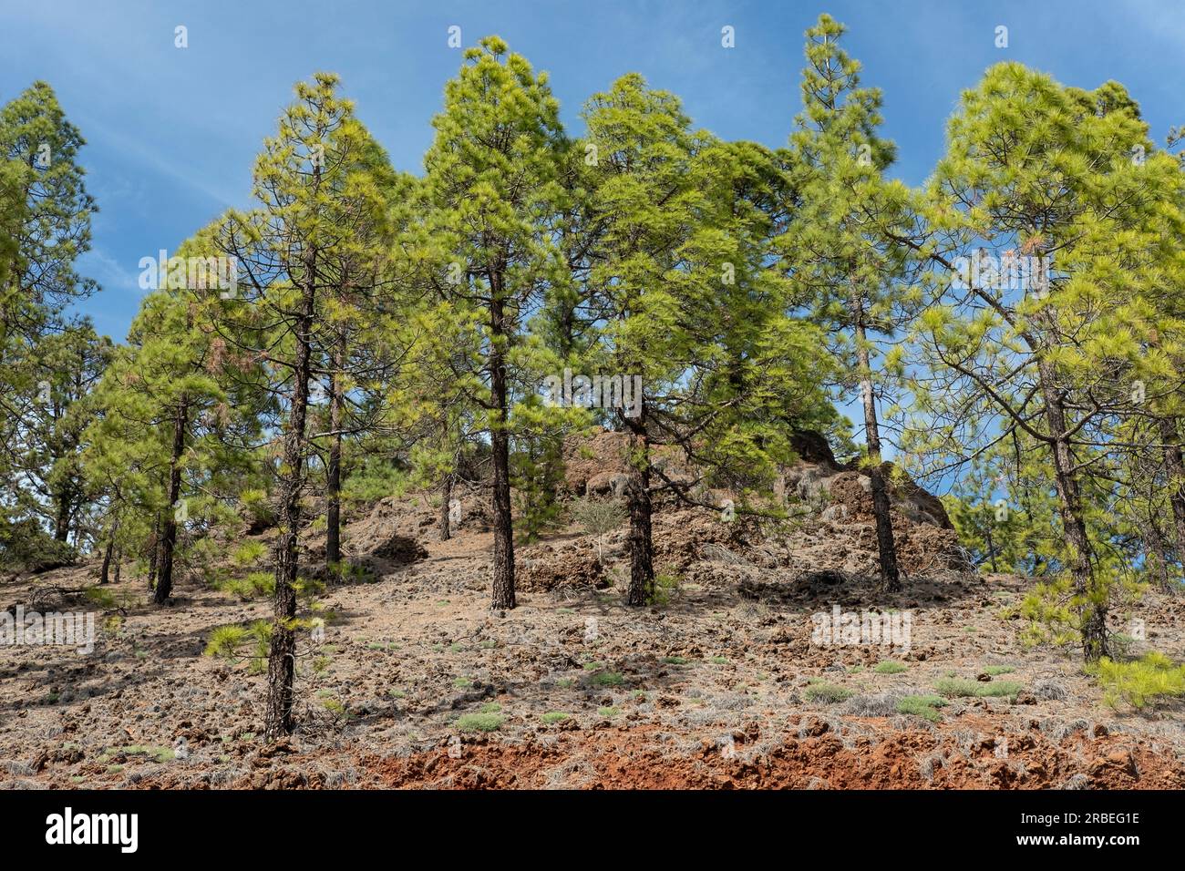 Pin des canaries majestueux pinus canariensis Banque de photographies ...