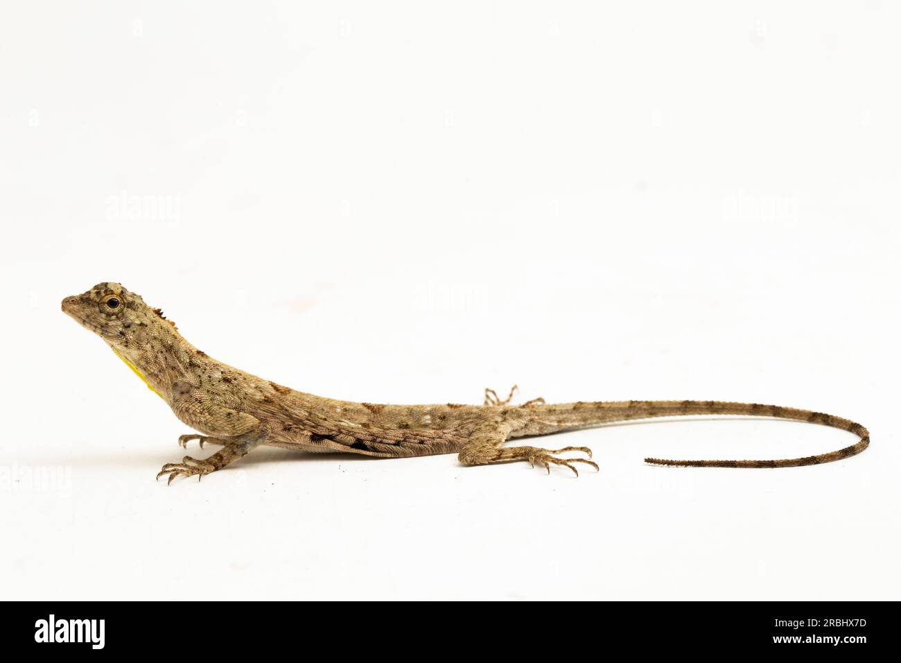 Flying lizard draco volans Banque de photographies et d’images à haute ...