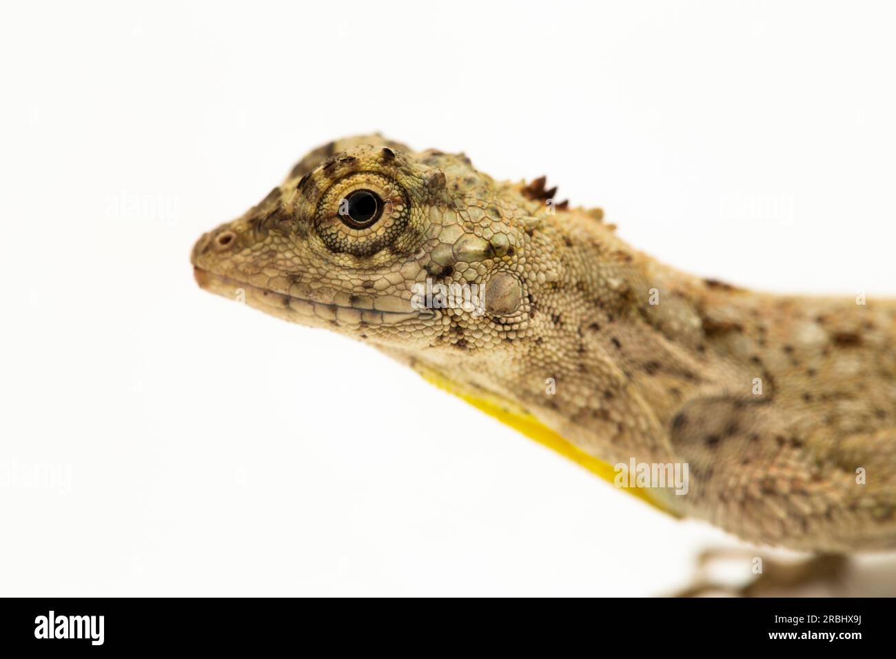 Flying lizard draco volans Banque de photographies et d’images à haute ...