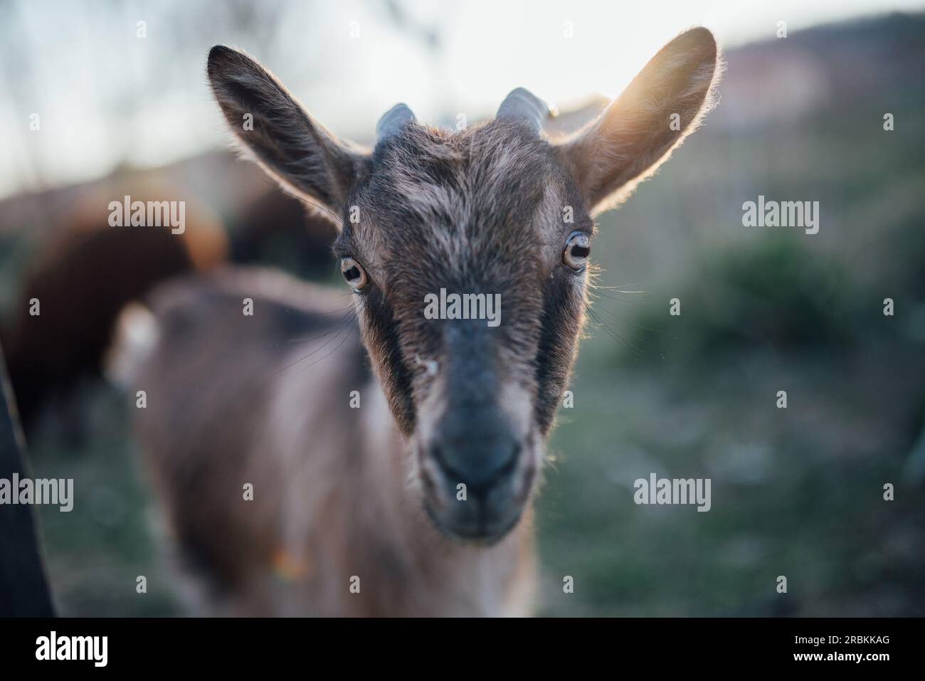 Chèvre drôle Banque de photographies et d’images à haute résolution - Alamy