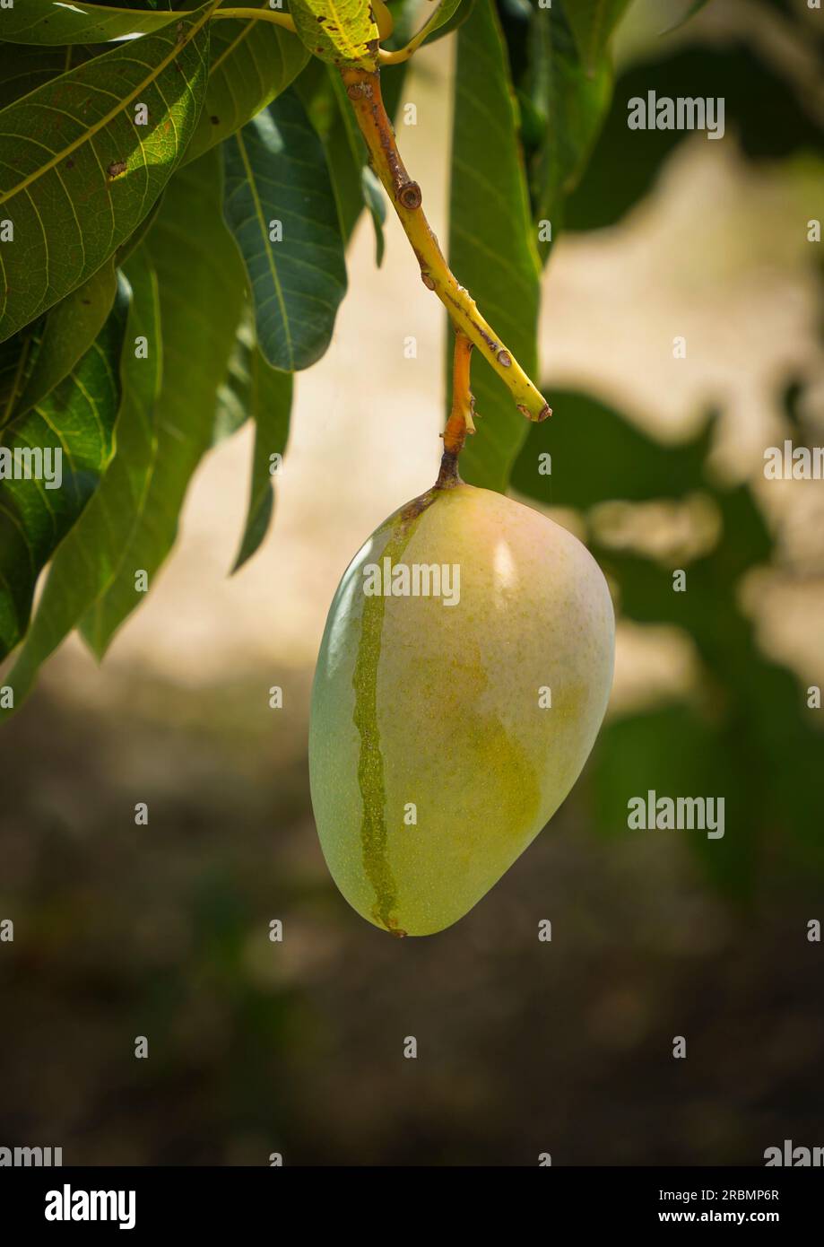 Mango, fruit tree Banque de photographies et d’images à haute ...