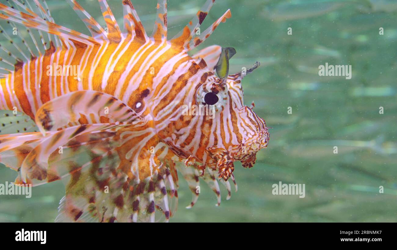 Mer Rouge, Égypte. 3 juillet 2023. Gros plan de chasse au poisson-lion ...