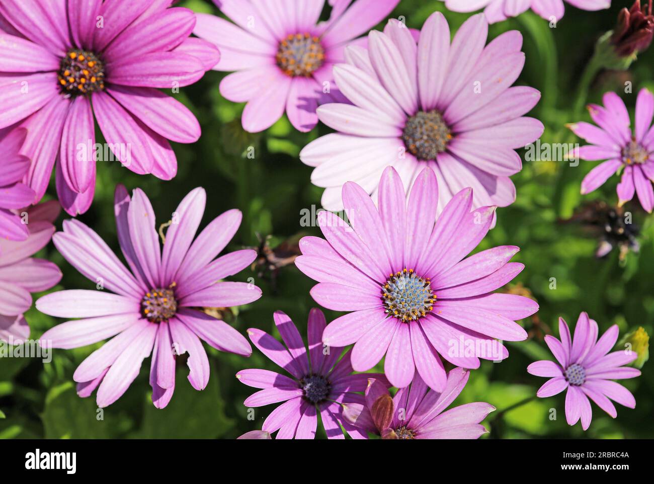 Pink african daisy Banque de photographies et d’images à haute ...
