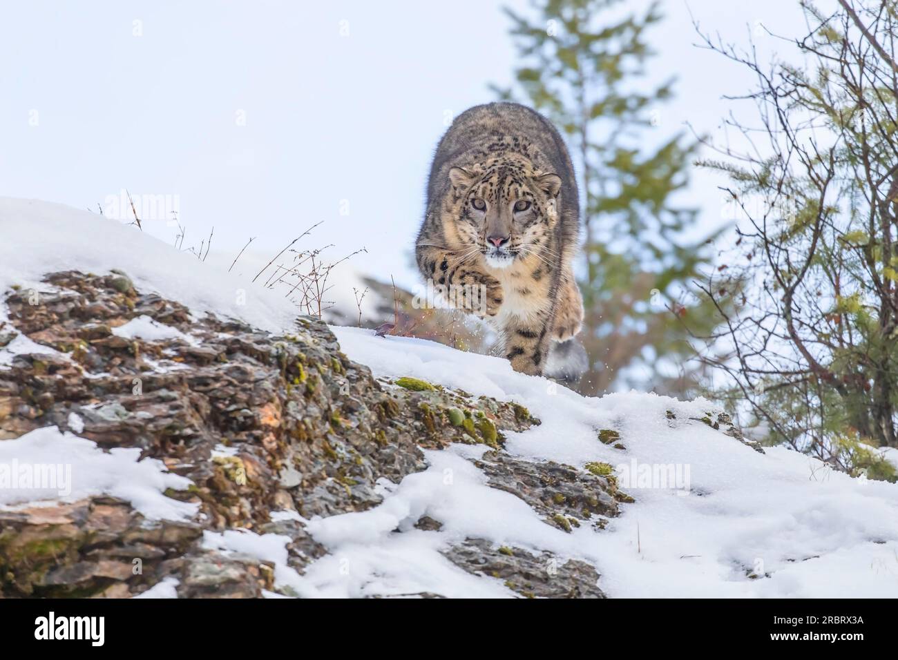 Panthère des neiges chasse Banque de photographies et d’images à haute ...