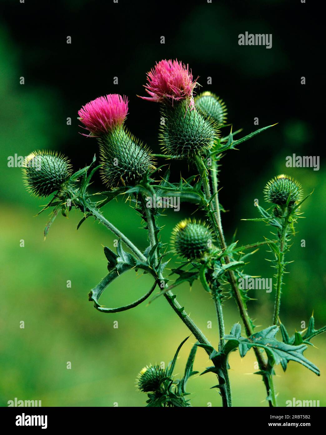 Chardon rampant commun Banque de photographies et d’images à haute ...