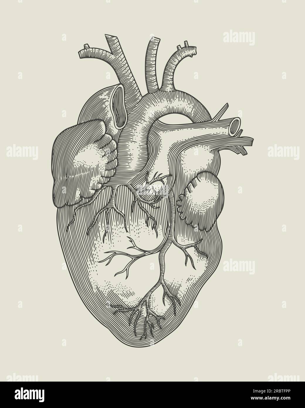 Anatomie coeur humain gravure Banque de photographies et d’images à haute résolution - Alamy