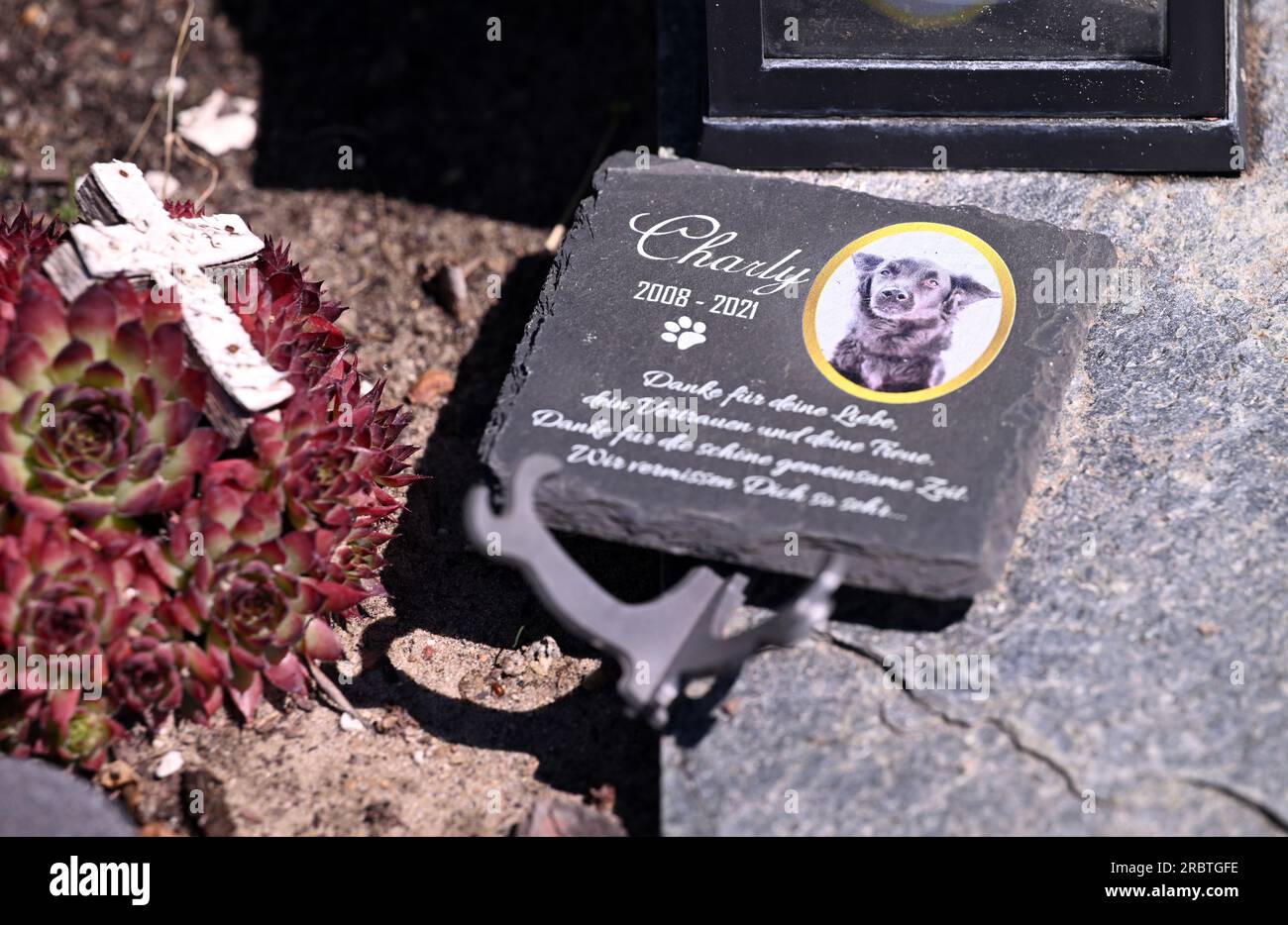 Bon chien mort Banque de photographies et d’images à haute résolution ...