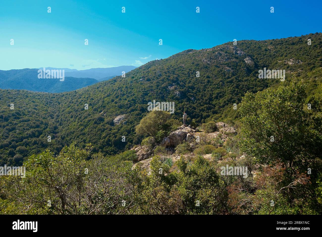 Oasis WWF Monte Arcosu. Le complexe forestier Monte Arcosu - Piscinamanna est la plus grande ...