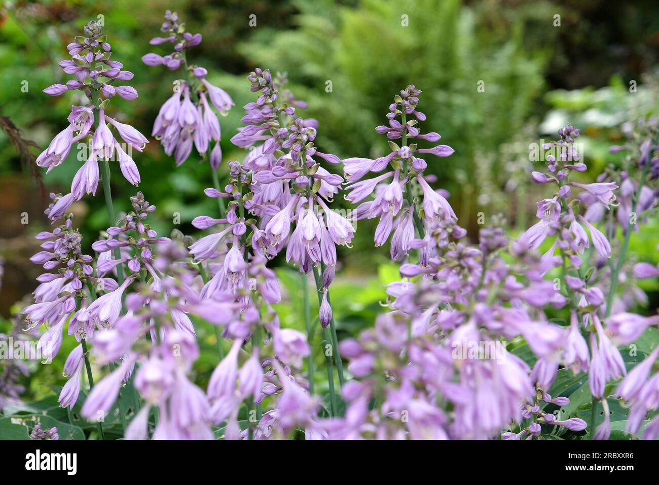 Hosta violet Banque de photographies et d’images à haute résolution - Alamy