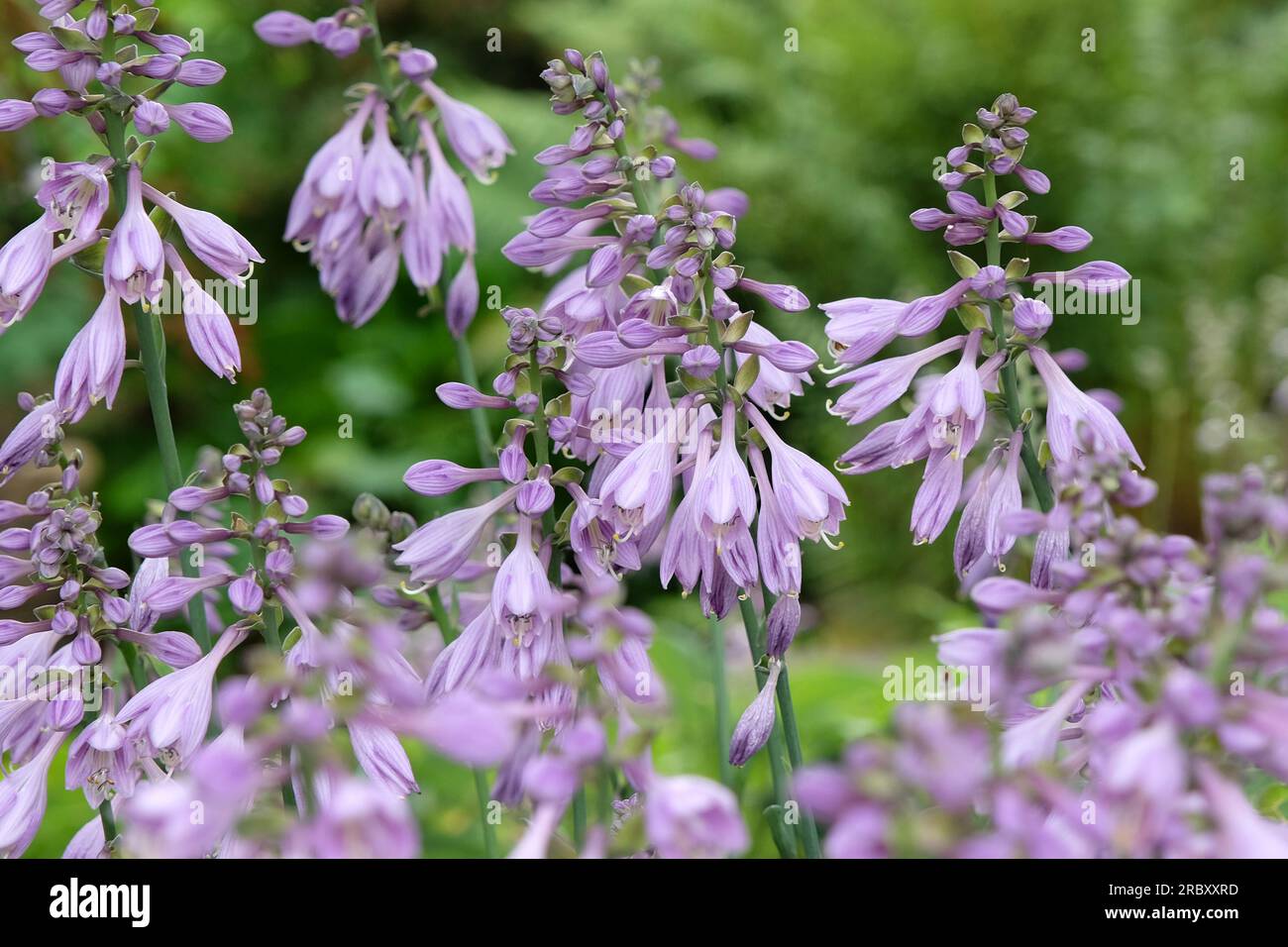 Purple hosta Banque de photographies et d’images à haute résolution - Alamy