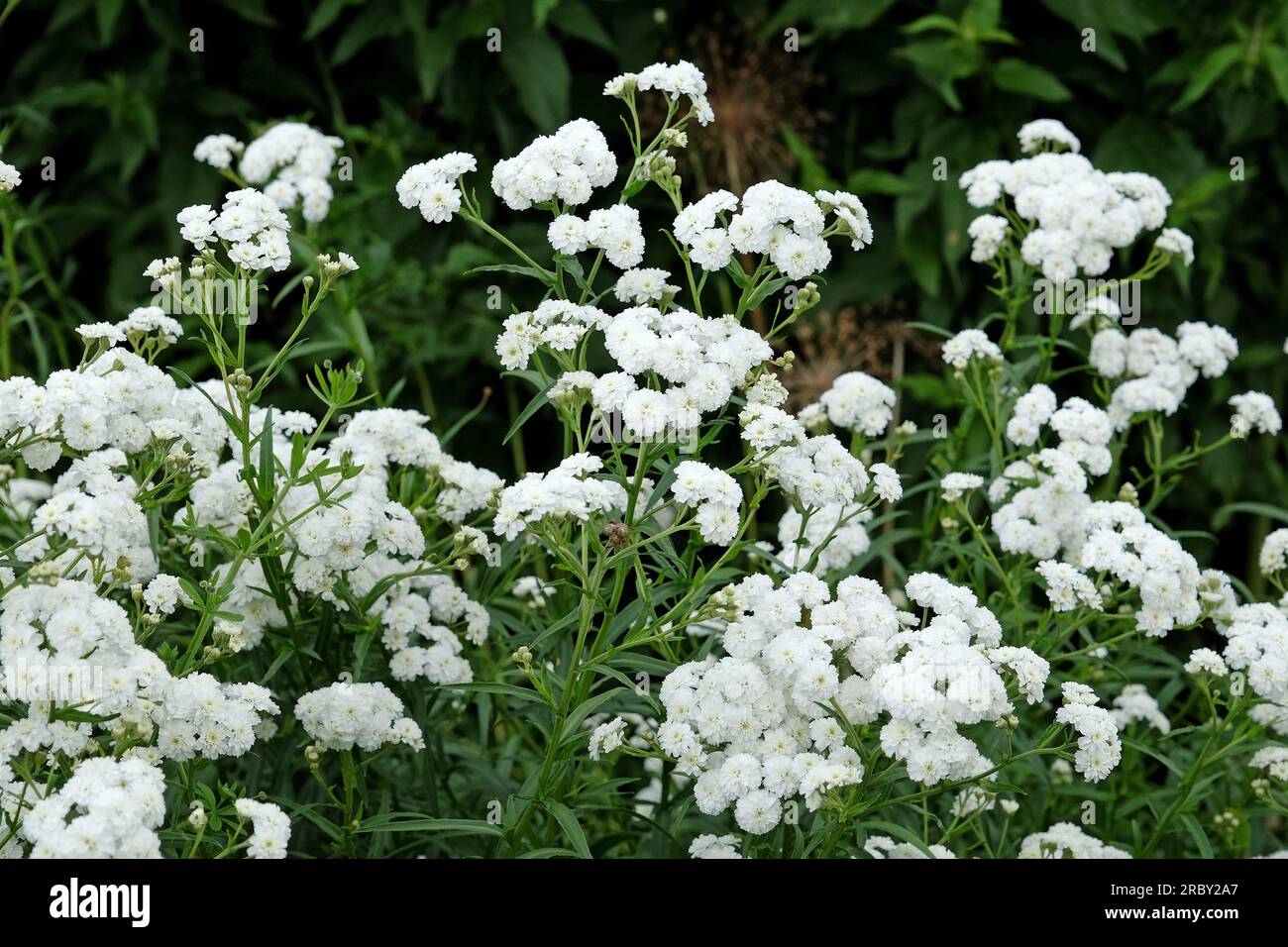 Achillea ptarmica perrys white Banque de photographies et d’images à ...