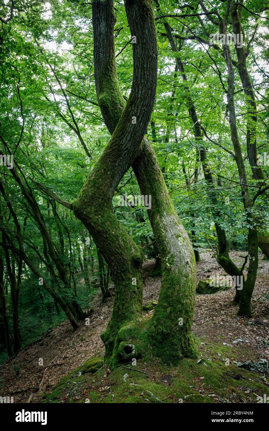 Arbre tortueux Banque de photographies et d’images à haute résolution ...