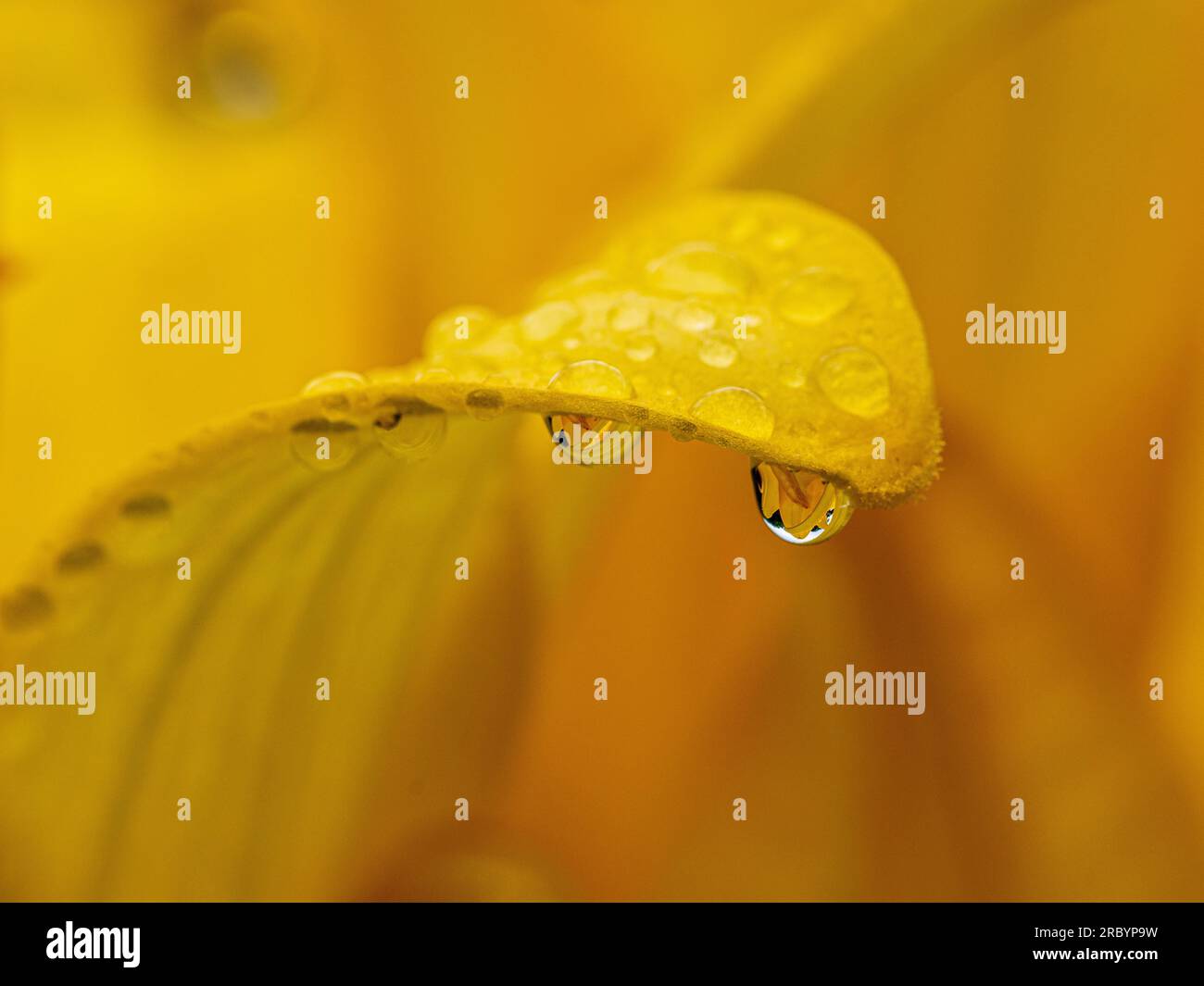 Lys de pluie jaune Banque de photographies et d’images à haute résolution - Alamy