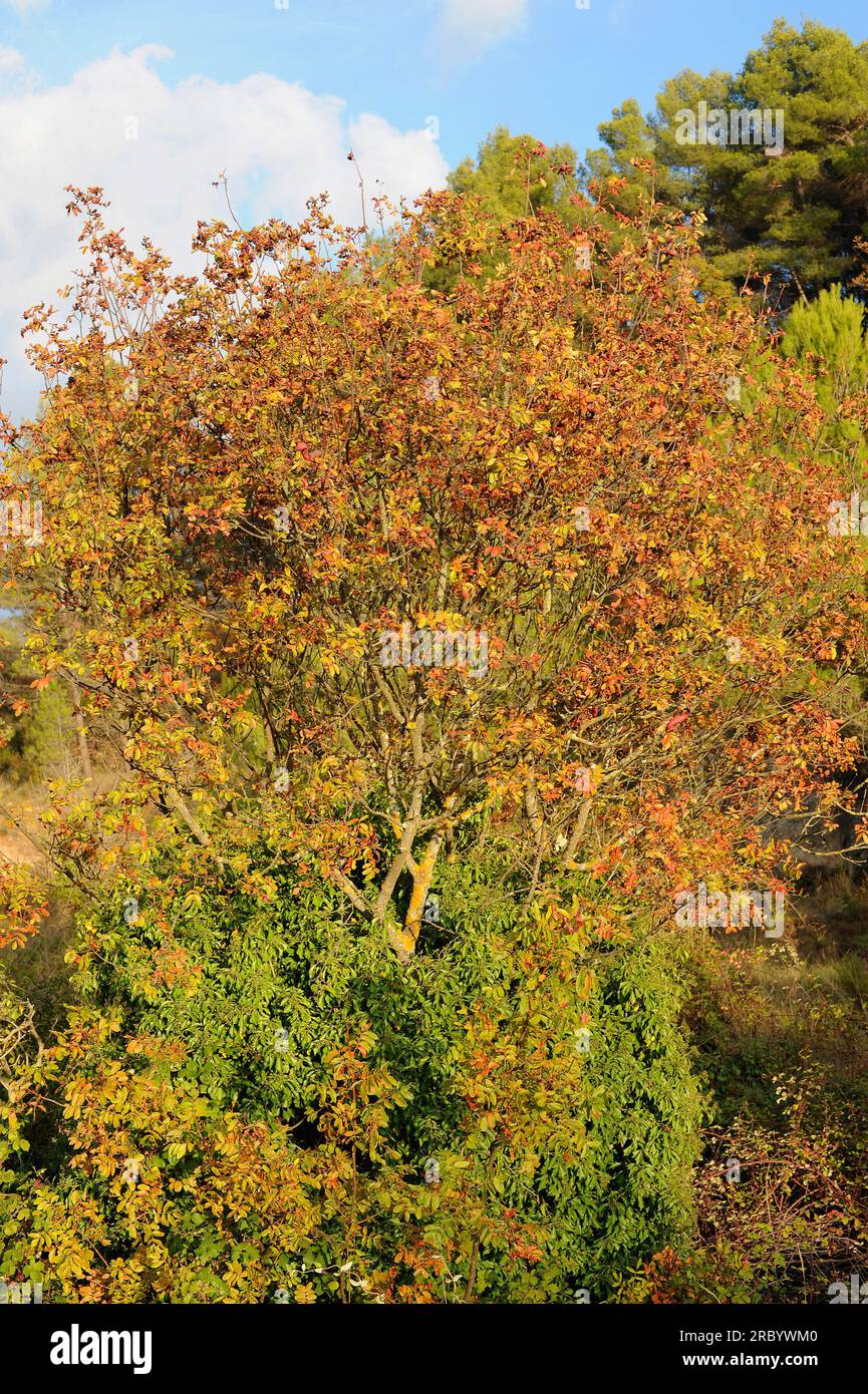Le térébinthe ou térébenthine (Pistacia terebinthus) est un petit arbre ...