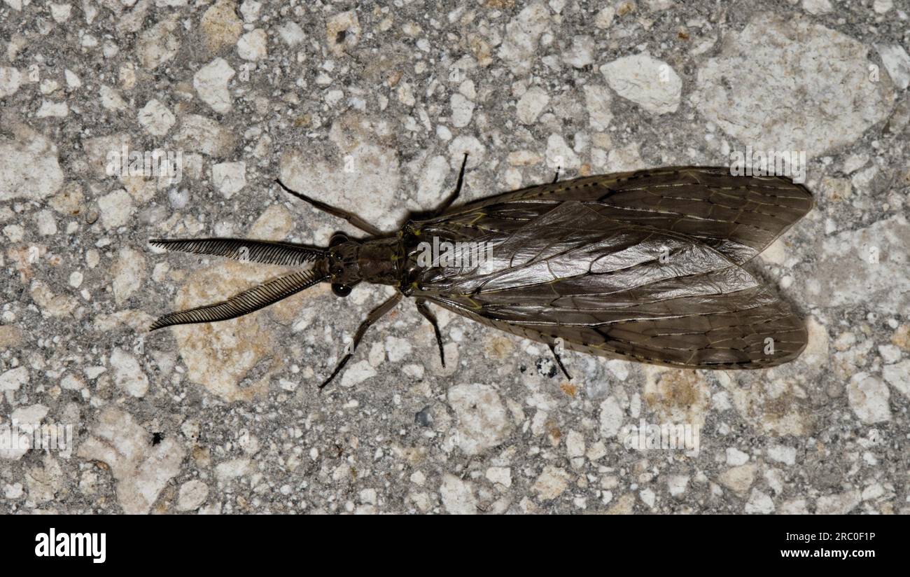 Corydalidae insect Banque de photographies et d’images à haute ...