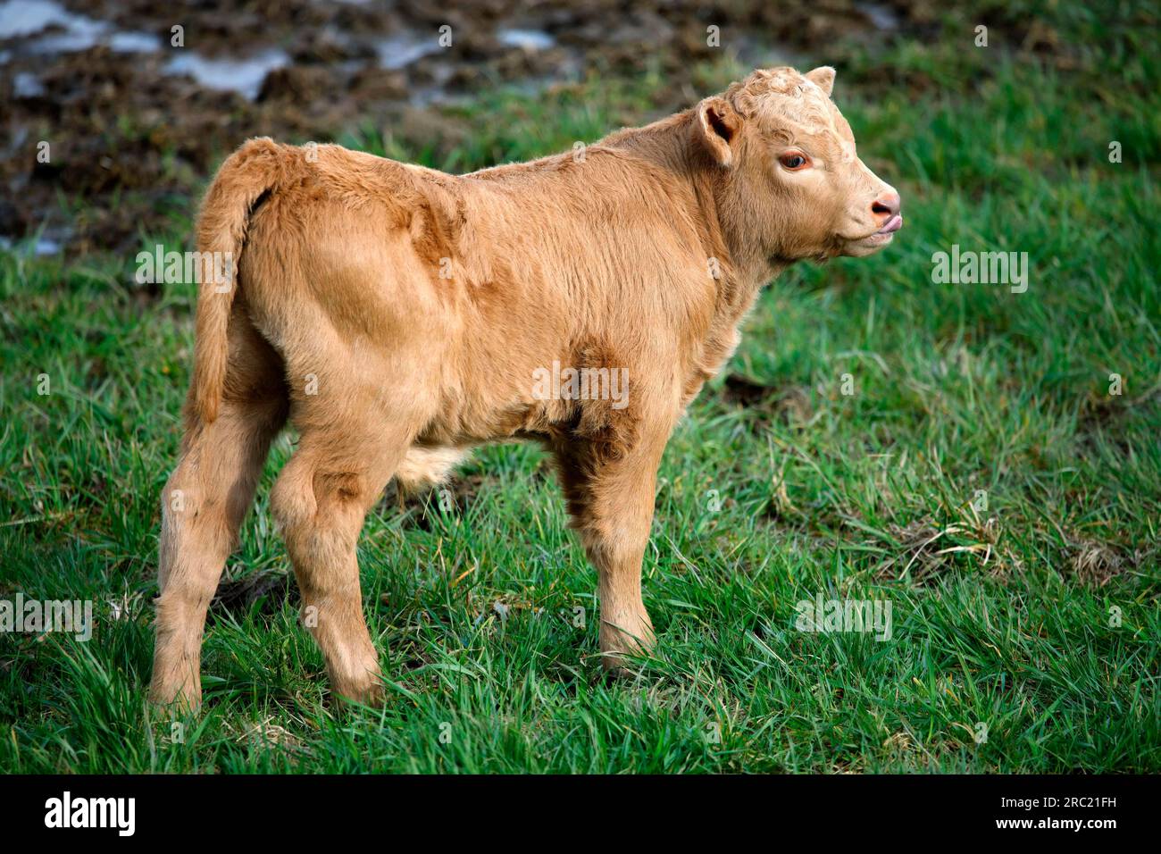 German highlands Banque de photographies et d’images à haute résolution - Alamy